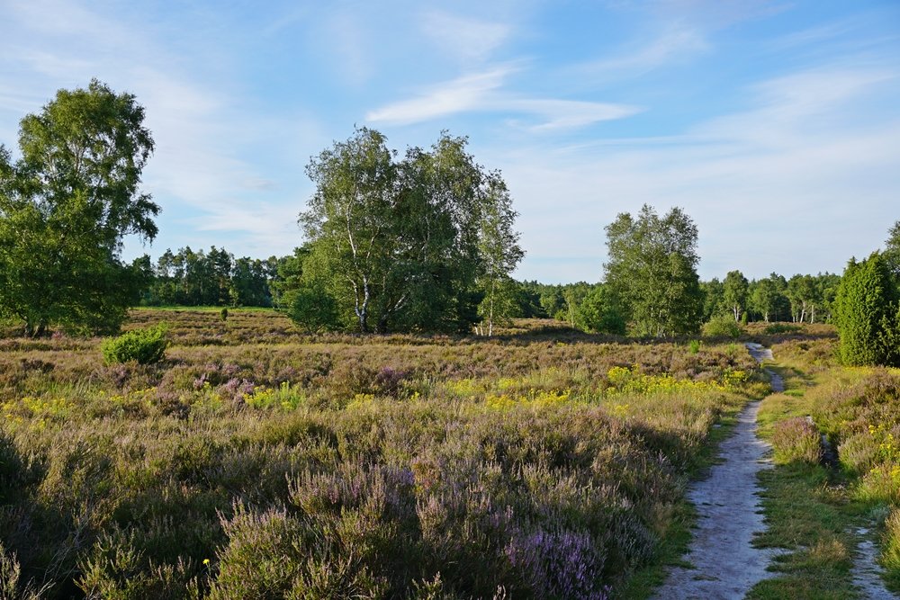 Behringer Heide - ein Geheimtipp in der Lüneburger Heide - Urlaubshappen