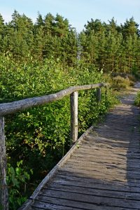Behringer Heide - ein Geheimtipp in der Lüneburger Heide - Urlaubshappen